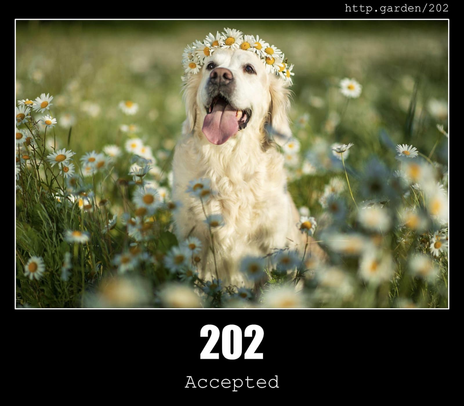 202 Accepted HTTP Status Code And Gardening 