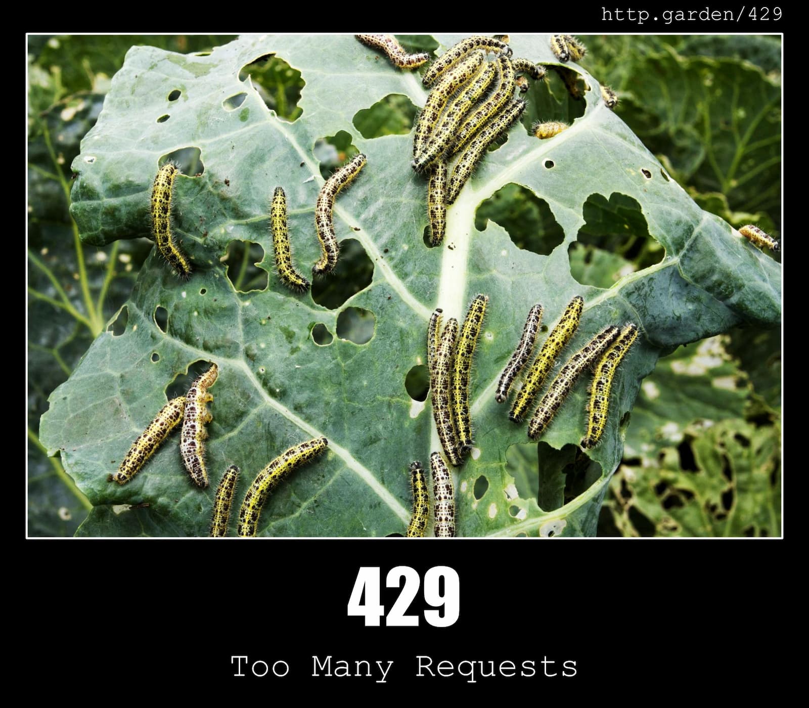 429 Too Many Res HTTP Status Code And Gardening 