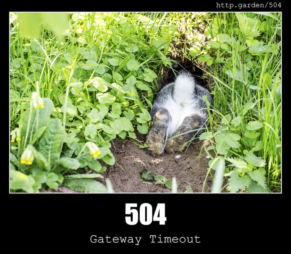504 Gateway Timeout - HTTP status code and cats!